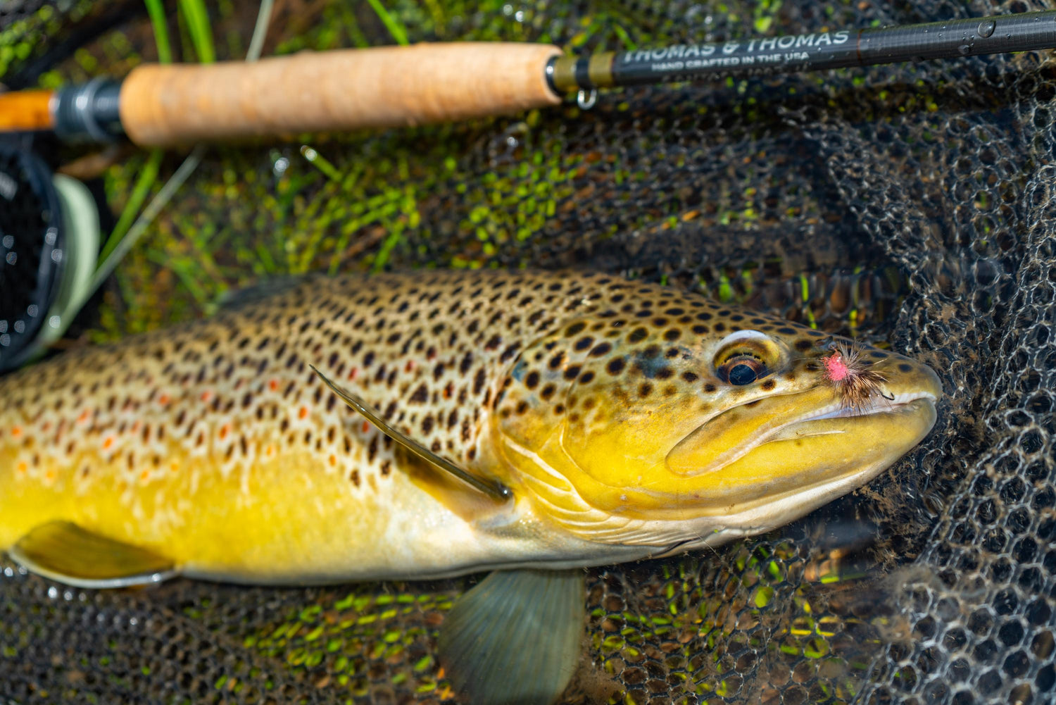 Observations That Lead to Extra Fish and a Welcome to Our New shop Man ...